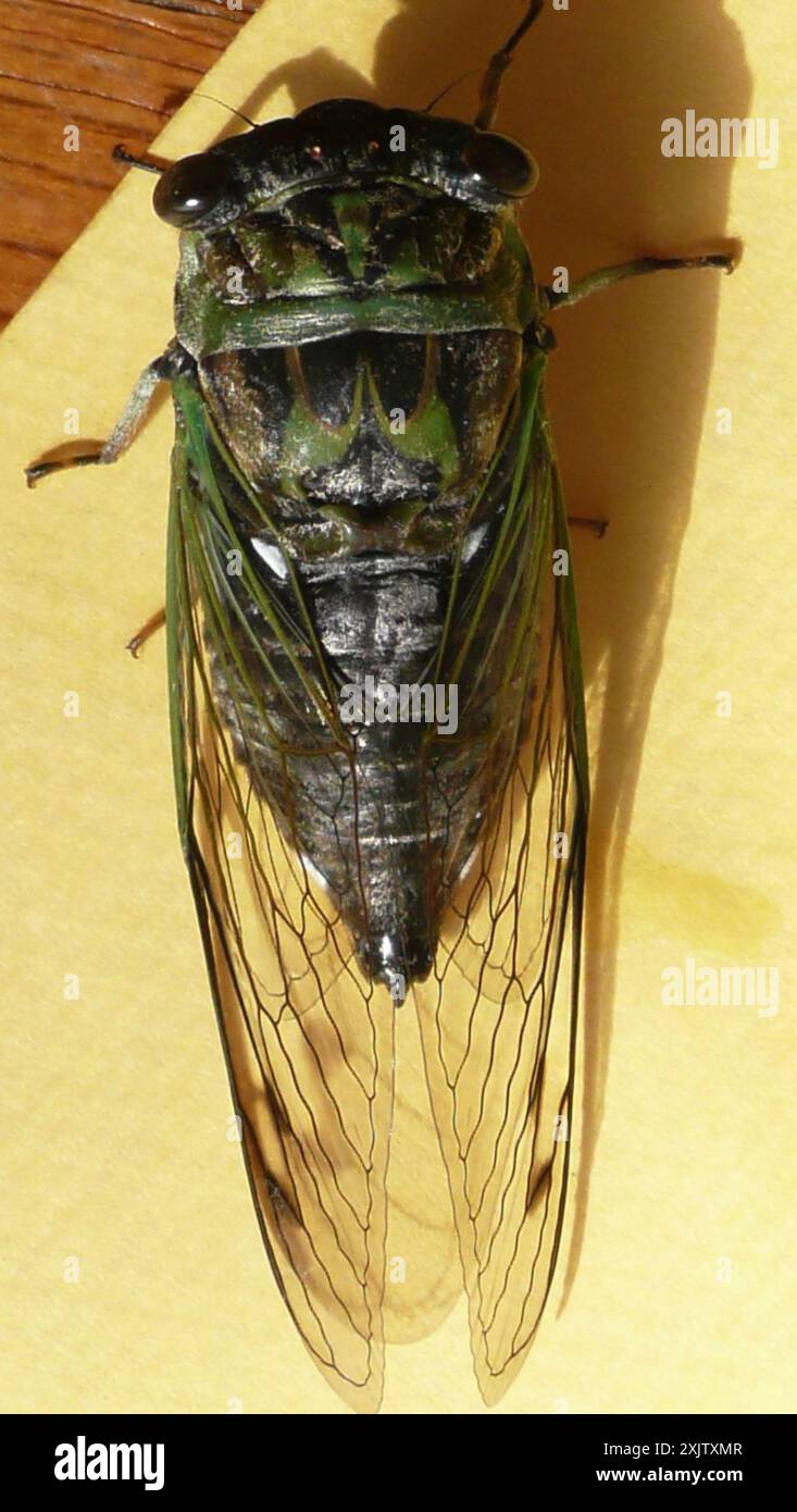 Linne's Cicada (Neotibicen linnei) Insecta Stock Photo - Alamy