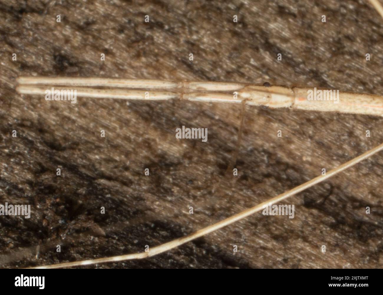 Emesinae hi-res stock photography and images - Alamy