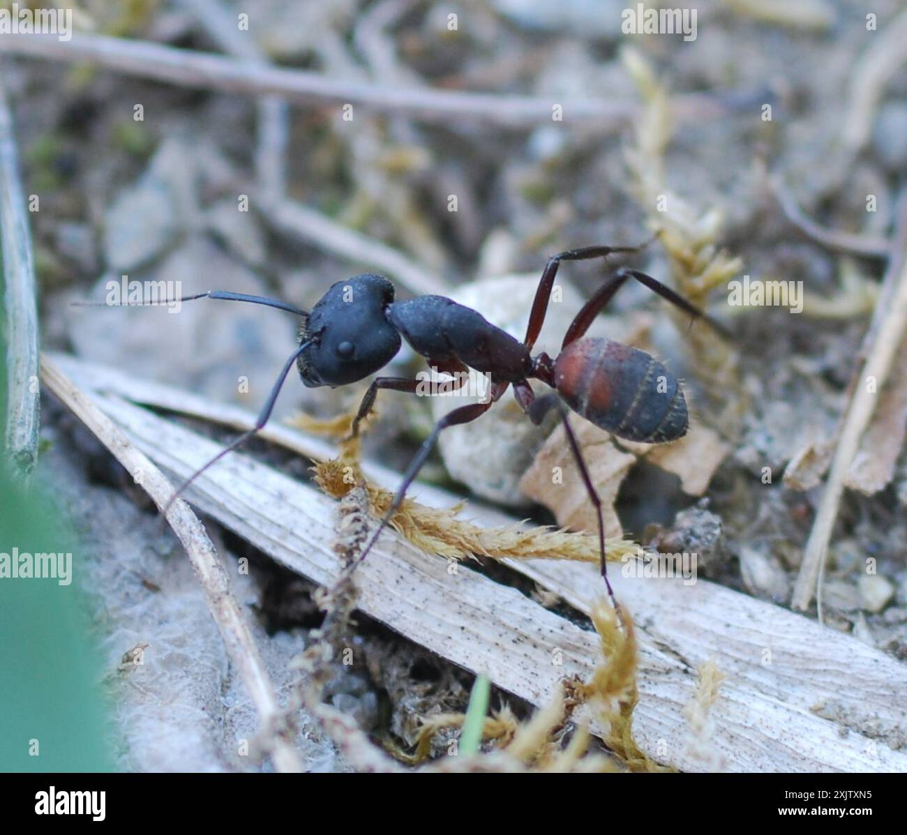 Blood-spotted Sugar Ant (Camponotus cruentatus) Insecta Stock Photo - Alamy