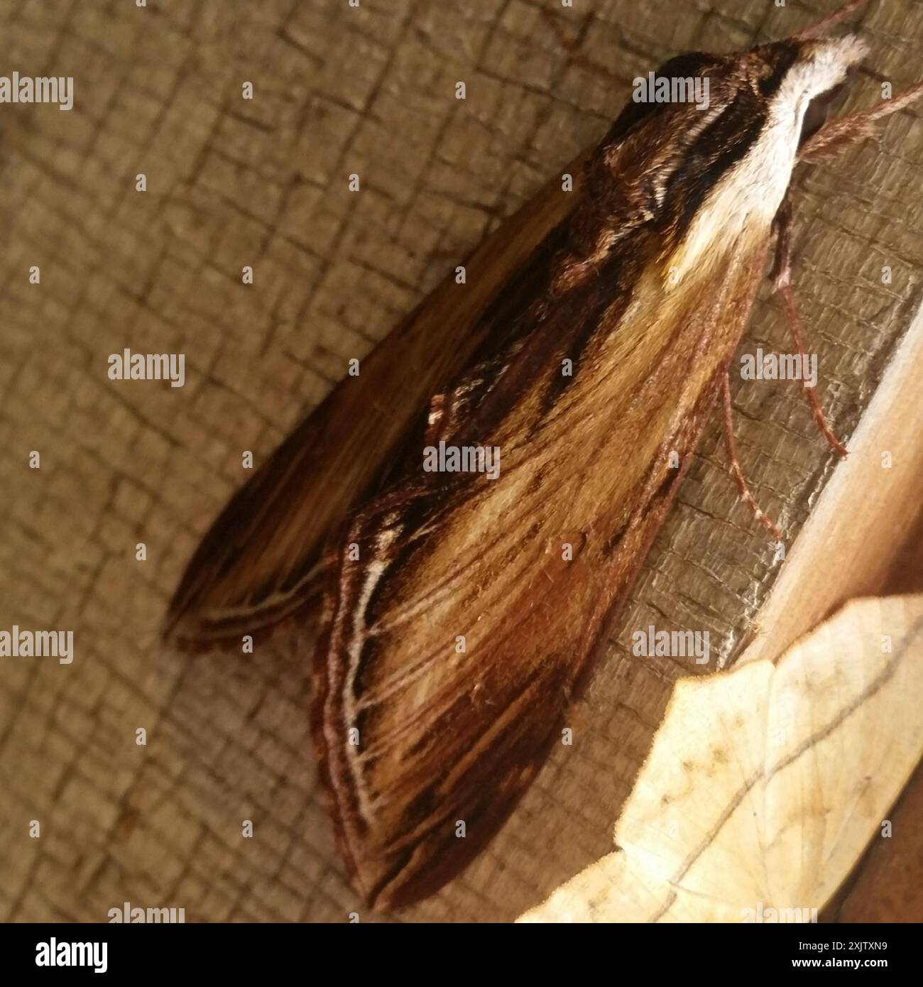 Laurel Sphinx (Sphinx kalmiae) Insecta Stock Photo - Alamy