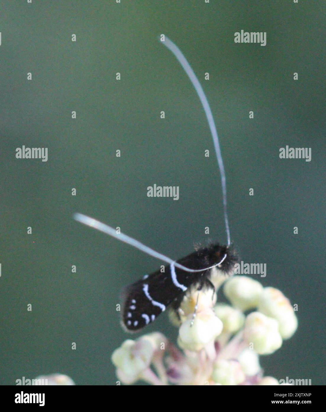 Ocean Spray Fairy Moth (Adela septentrionella) Insecta Stock Photo - Alamy