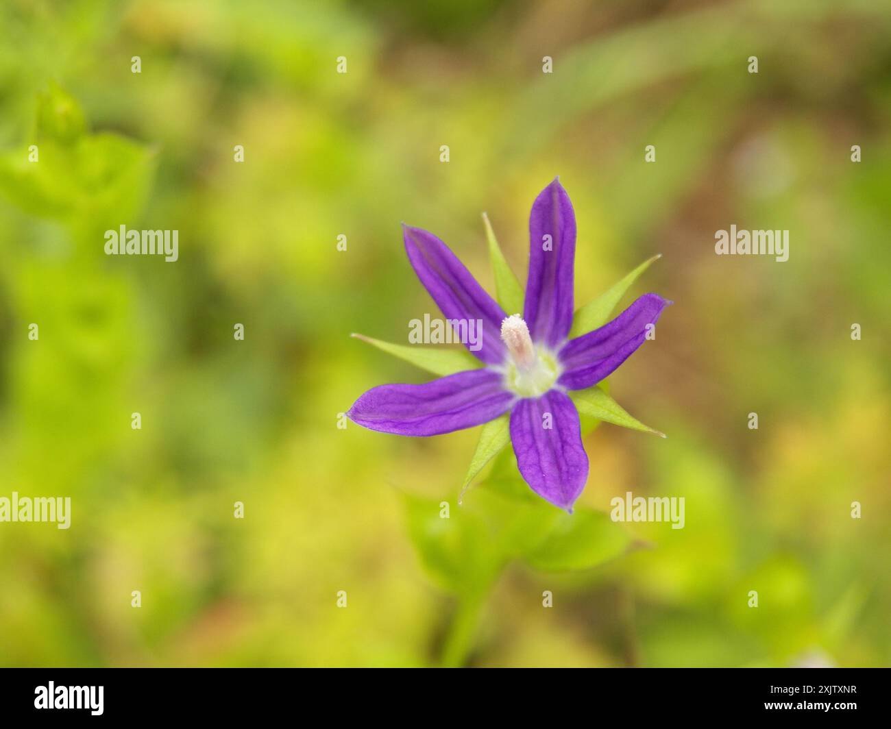 Venus's looking-glass (Triodanis biflora) Plantae Stock Photo - Alamy