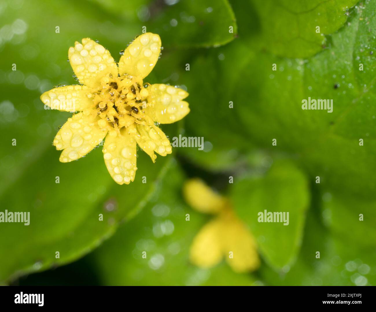 straggler daisy (Calyptocarpus vialis) Plantae Stock Photo - Alamy