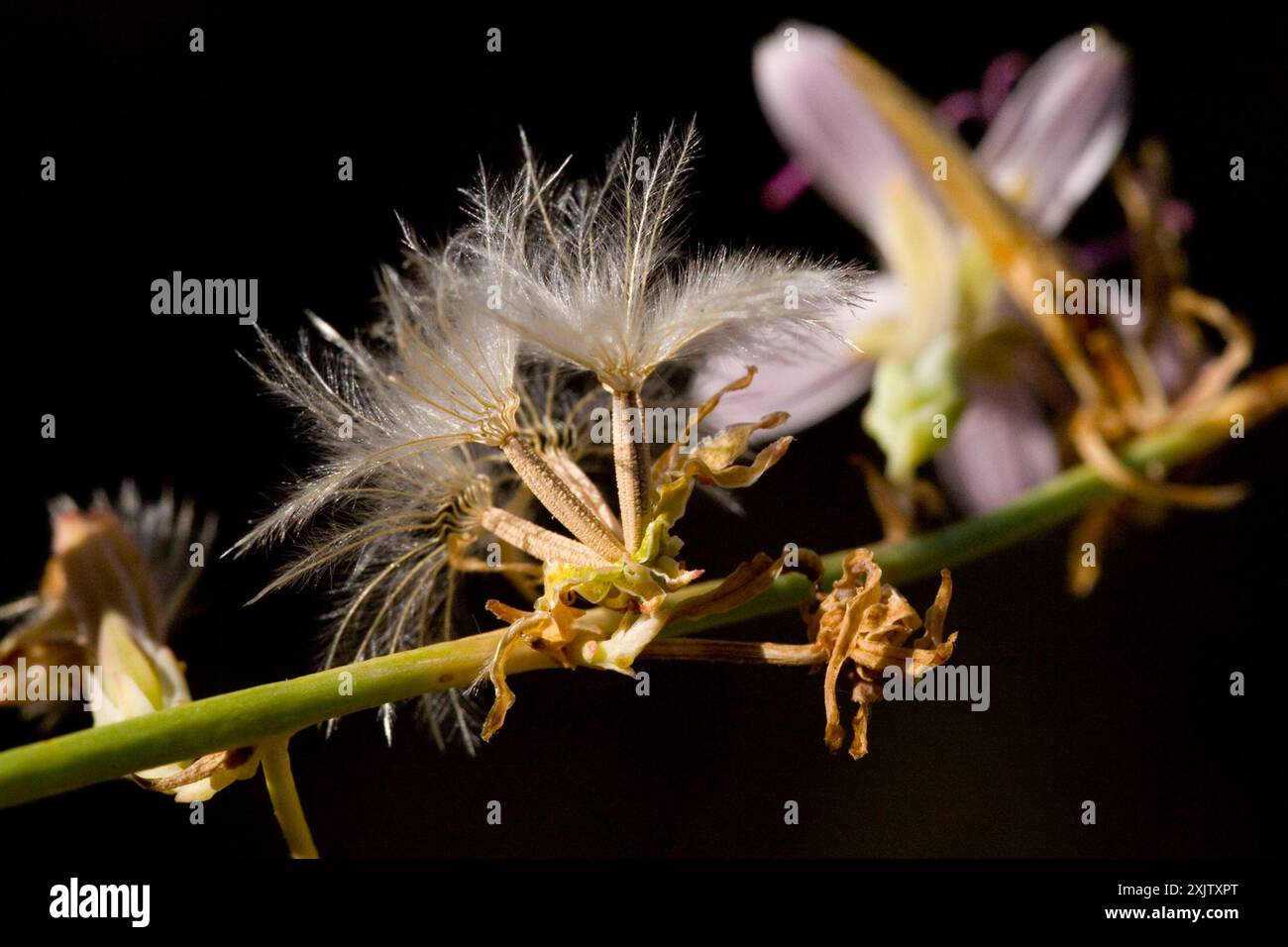 Brownplume Wirelettuce (Stephanomeria pauciflora) Plantae Stock Photo ...