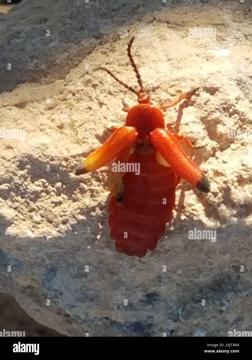 Netwing Beetles (Lycus) Insecta Stock Photo - Alamy