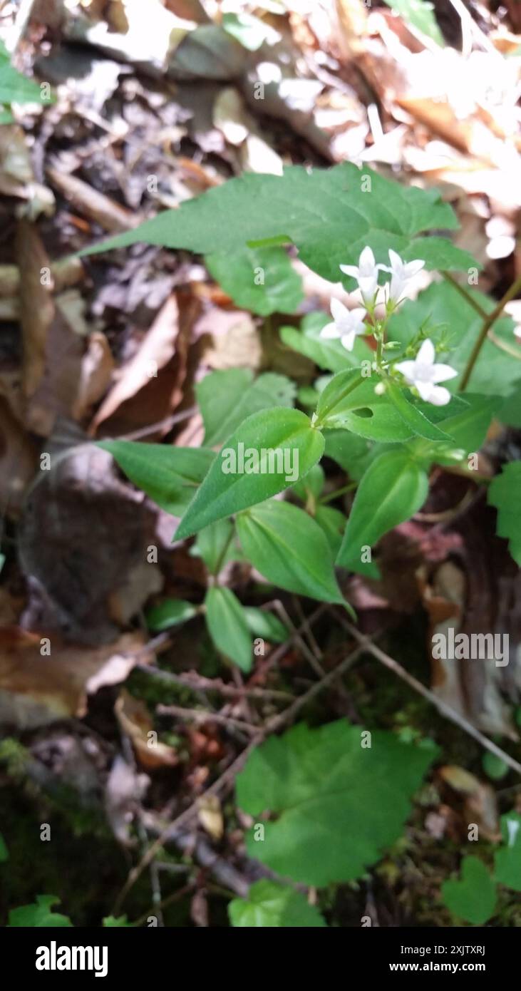 summer bluet (Houstonia purpurea) Plantae Stock Photo - Alamy