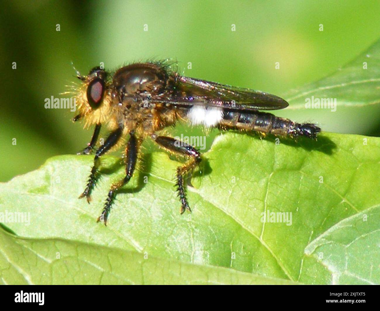 Giant Robber Flies (Promachus) Insecta Stock Photo - Alamy