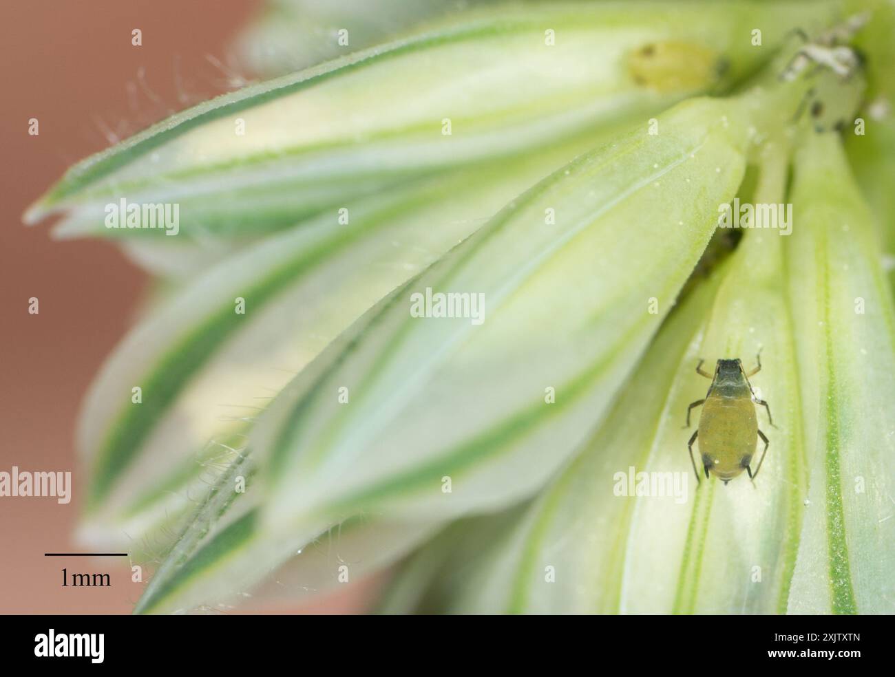 Corn Leaf Aphid (Rhopalosiphum maidis) Insecta Stock Photo - Alamy