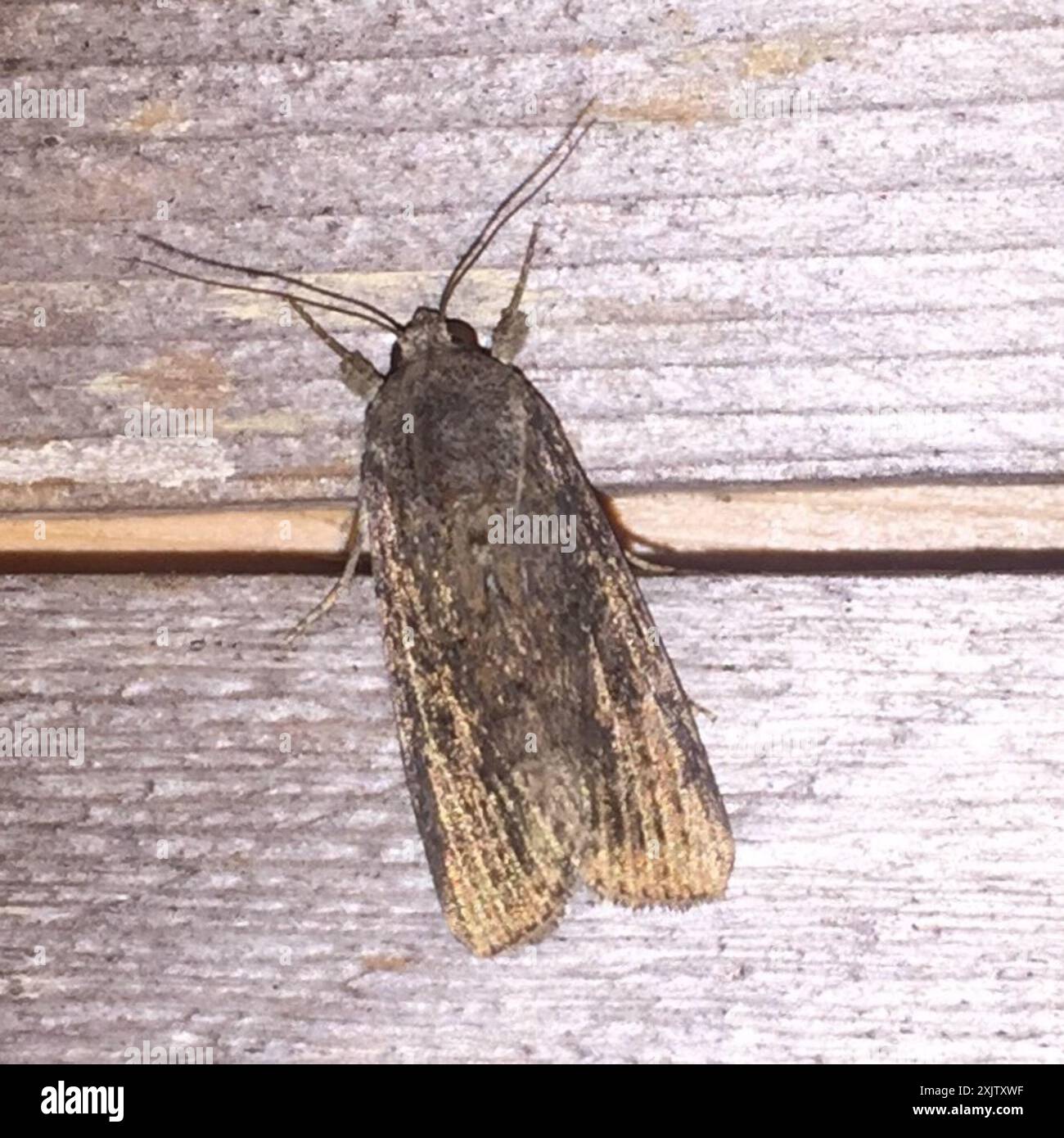 Fall Armyworm Moth (Spodoptera frugiperda) Insecta Stock Photo - Alamy
