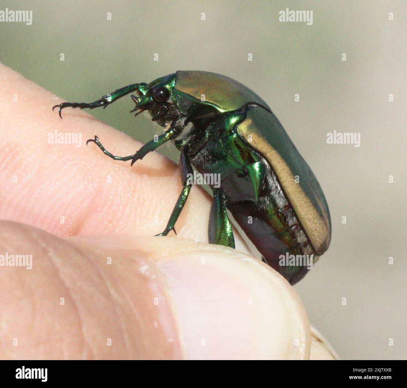 Figeater Beetle (Cotinis mutabilis) Insecta Stock Photo - Alamy