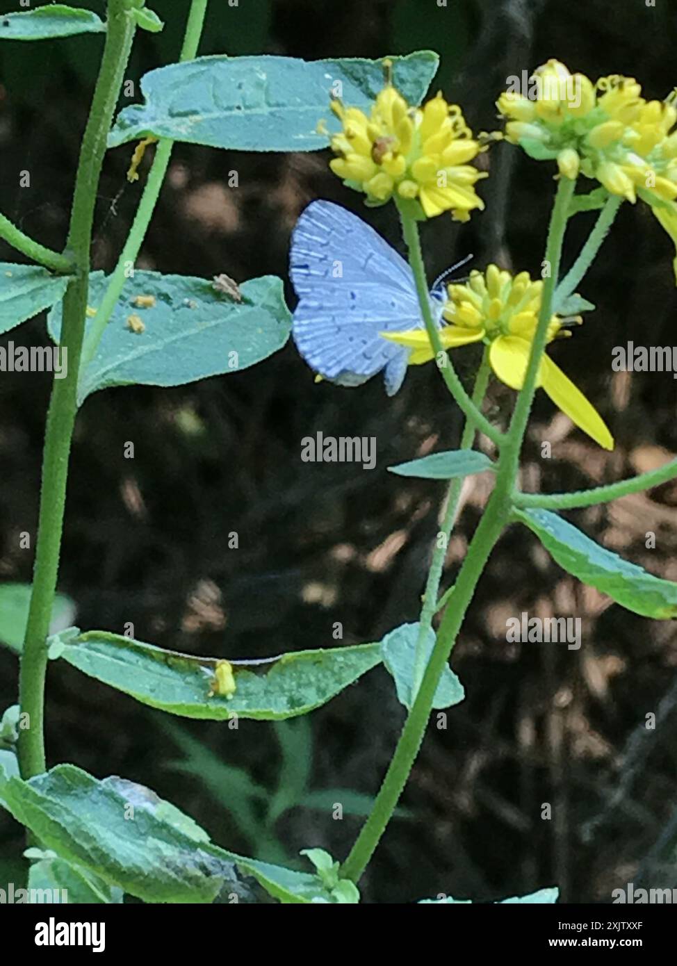 Summer Azure (Celastrina neglecta) Insecta Stock Photo - Alamy