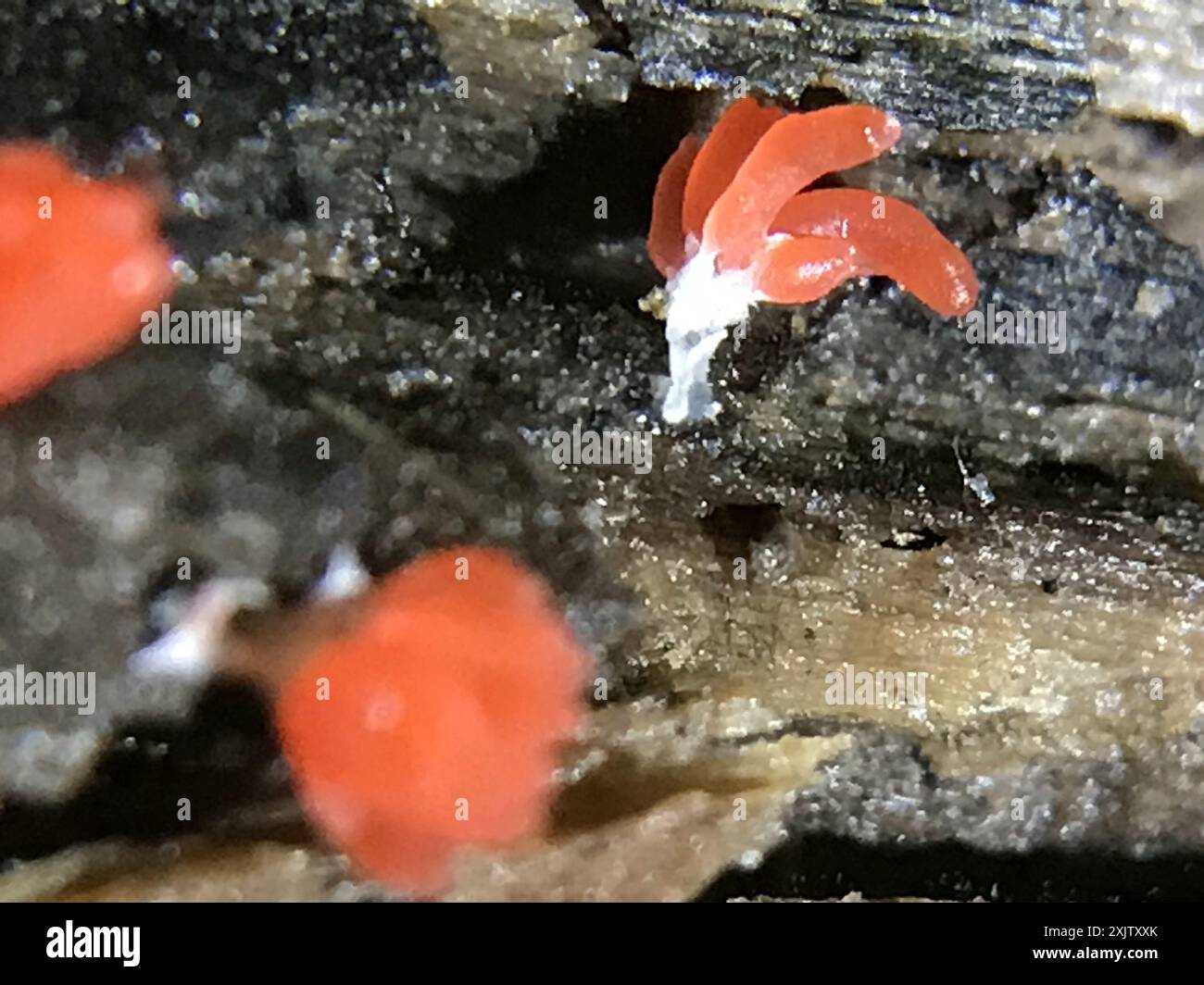 Red Raspberry Slime Mold (Tubifera ferruginosa) Protozoa Stock Photo ...