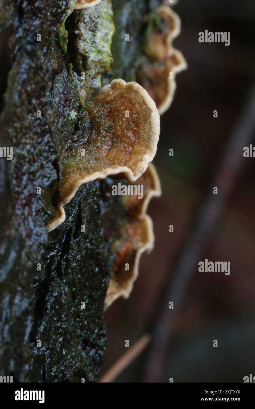 Bleeding Conifer Crust (Stereum sanguinolentum) Fungi Stock Photo - Alamy