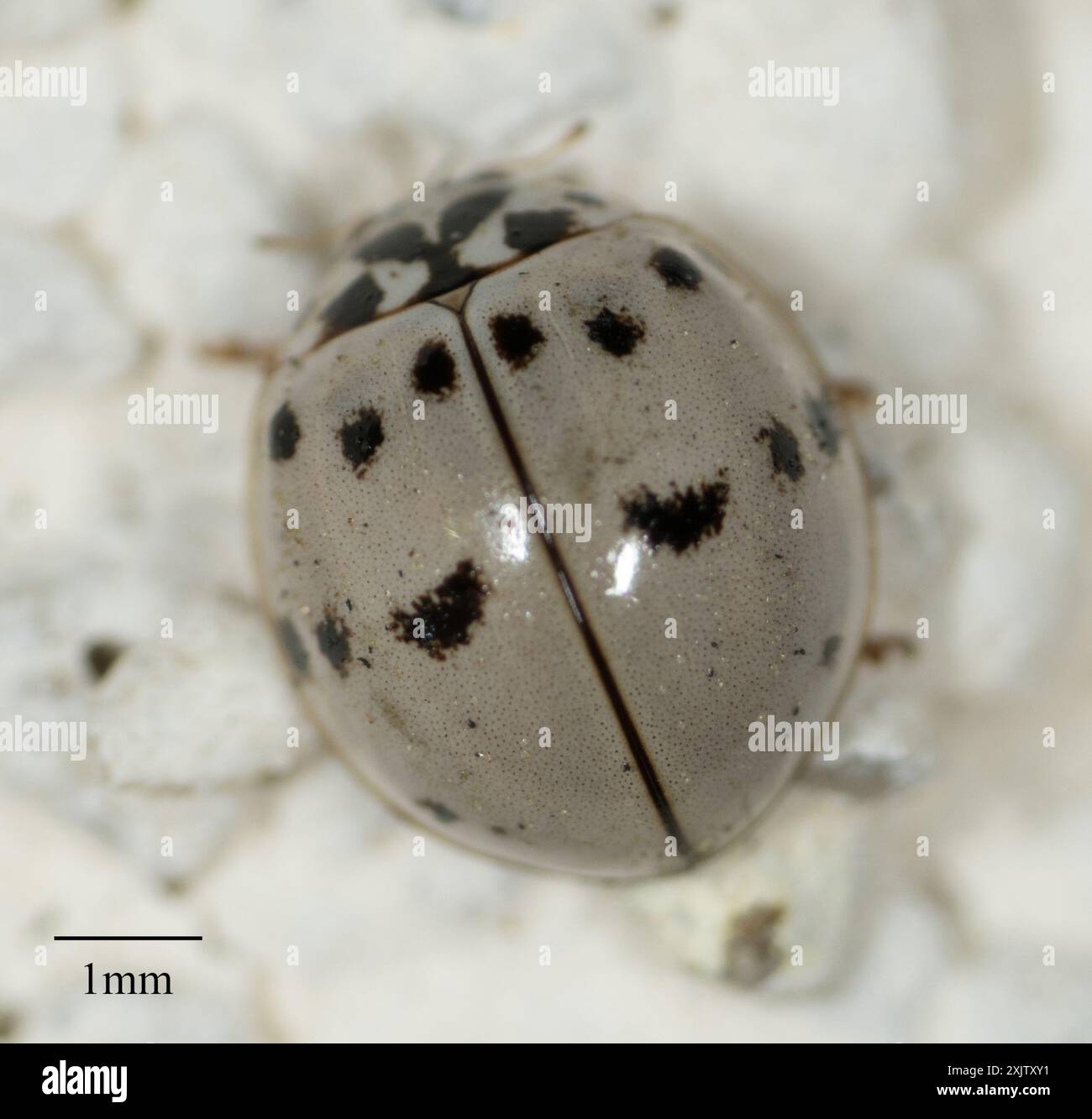 Ashy Gray Lady Beetle (Olla v-nigrum) Insecta Stock Photo - Alamy