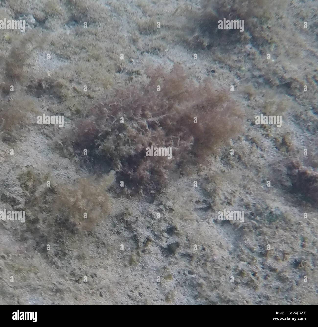 red algae (Rhodophyta) Plantae Stock Photo - Alamy