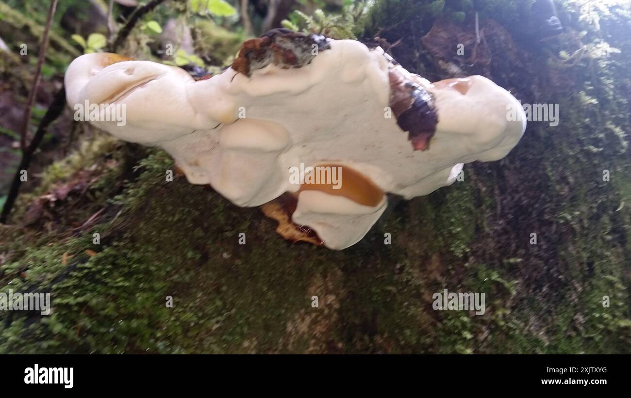 West Coast Reishi (Ganoderma oregonense) Fungi Stock Photo - Alamy