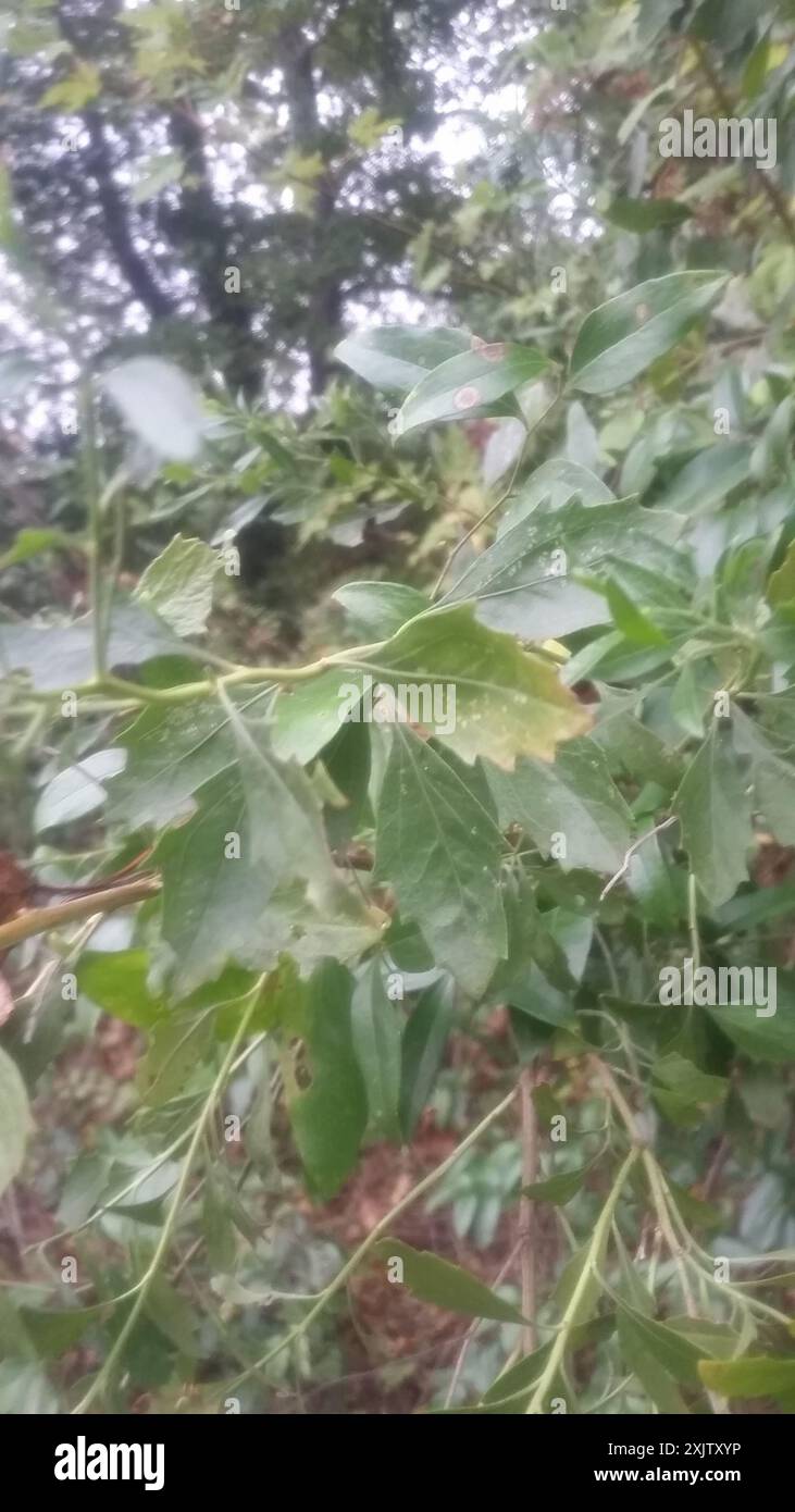 groundsel tree (Baccharis halimifolia) Plantae Stock Photo - Alamy