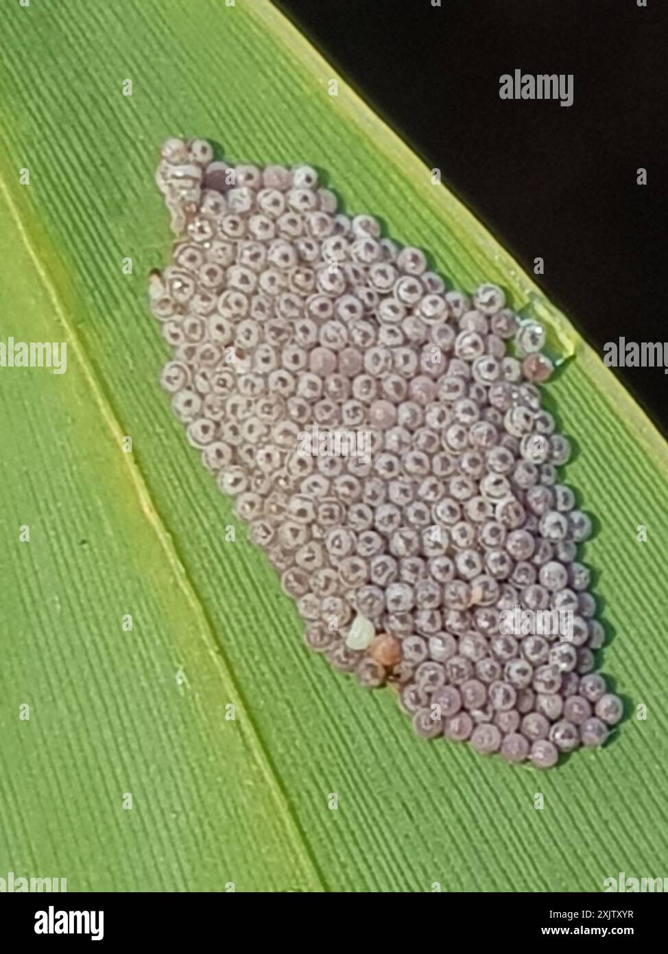 Insects (Insecta) Insecta Stock Photo - Alamy