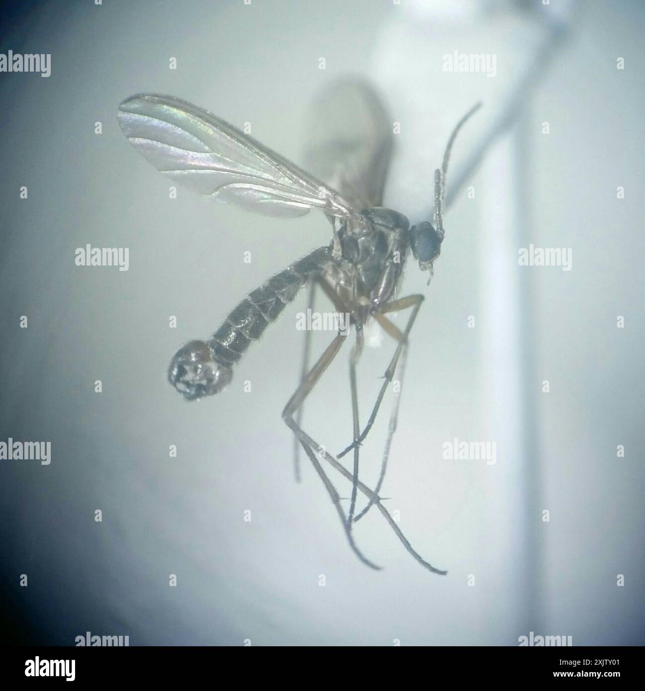 Fungus Gnats and Gall Midges (Sciaroidea) Insecta Stock Photo - Alamy