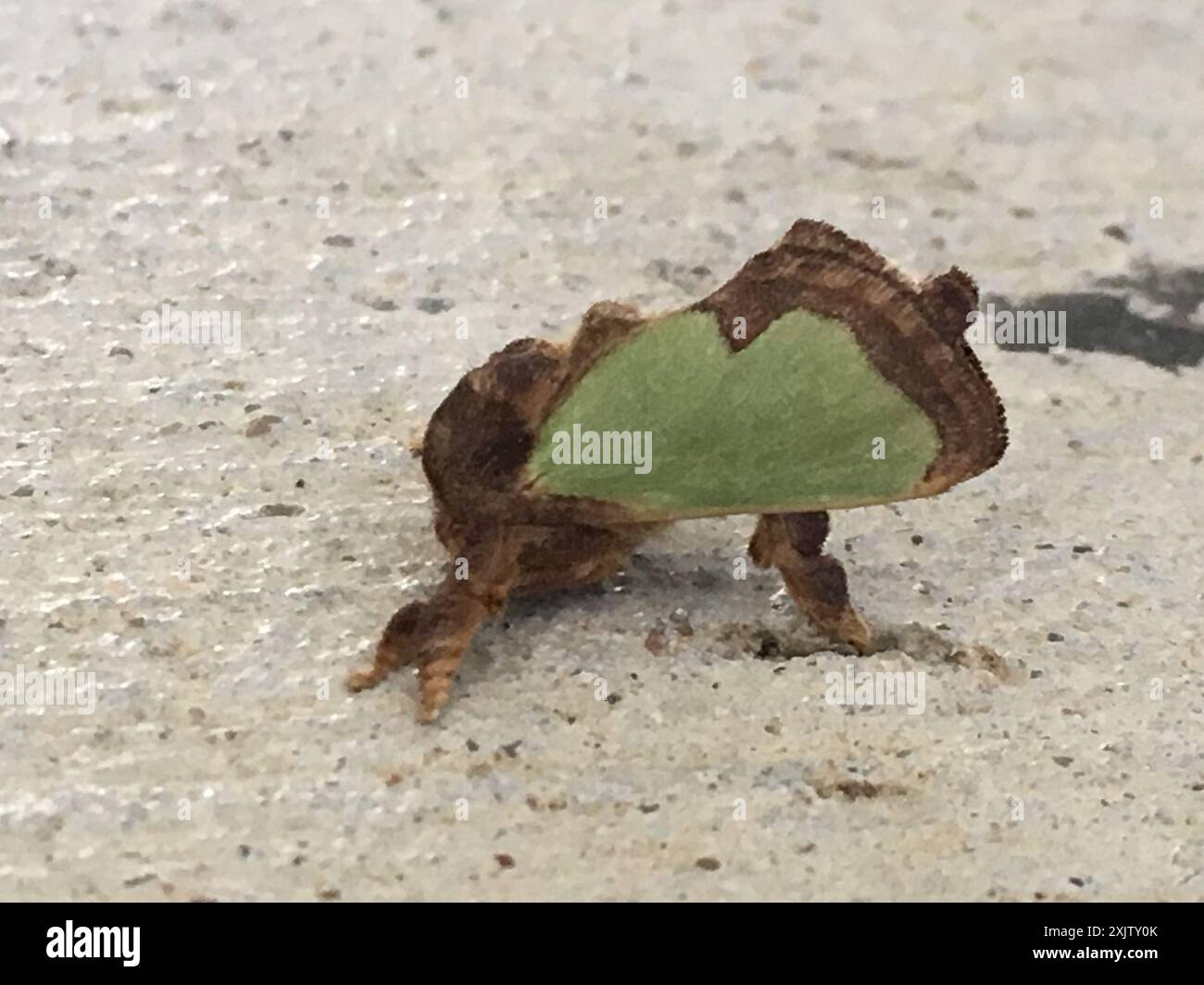 Green Oak-Slug Moth (Euclea incisa) Insecta Stock Photo - Alamy