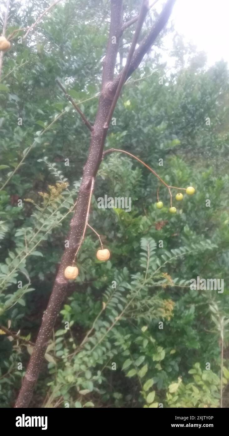 Chinaberry (Melia azedarach) Plantae Stock Photo - Alamy