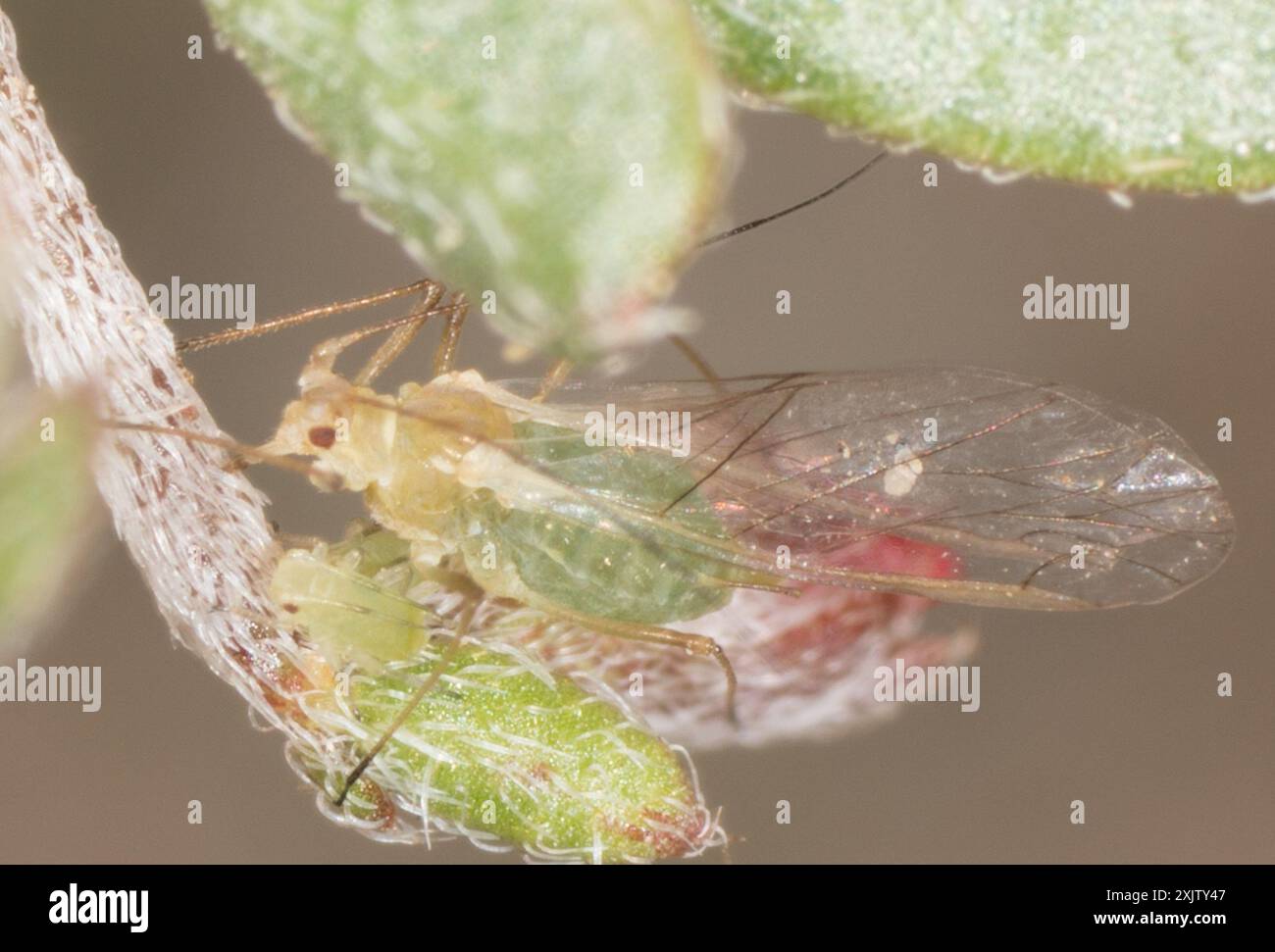 Blue Alfalfa Aphid (Acyrthosiphon kondoi) Insecta Stock Photo - Alamy