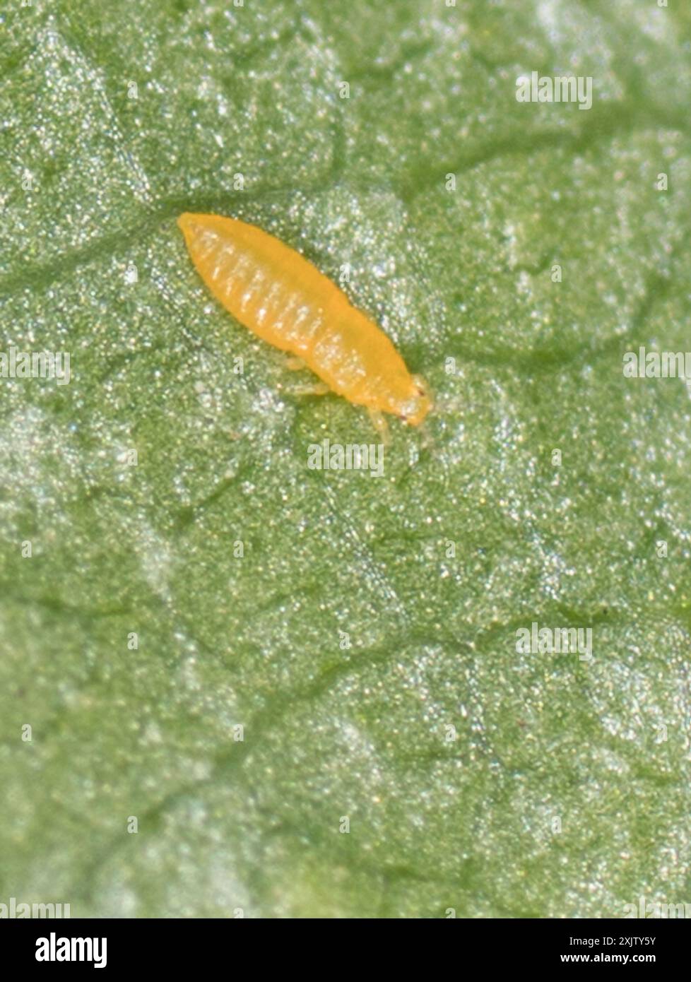 Thrips (Thysanoptera) Insecta Stock Photo - Alamy