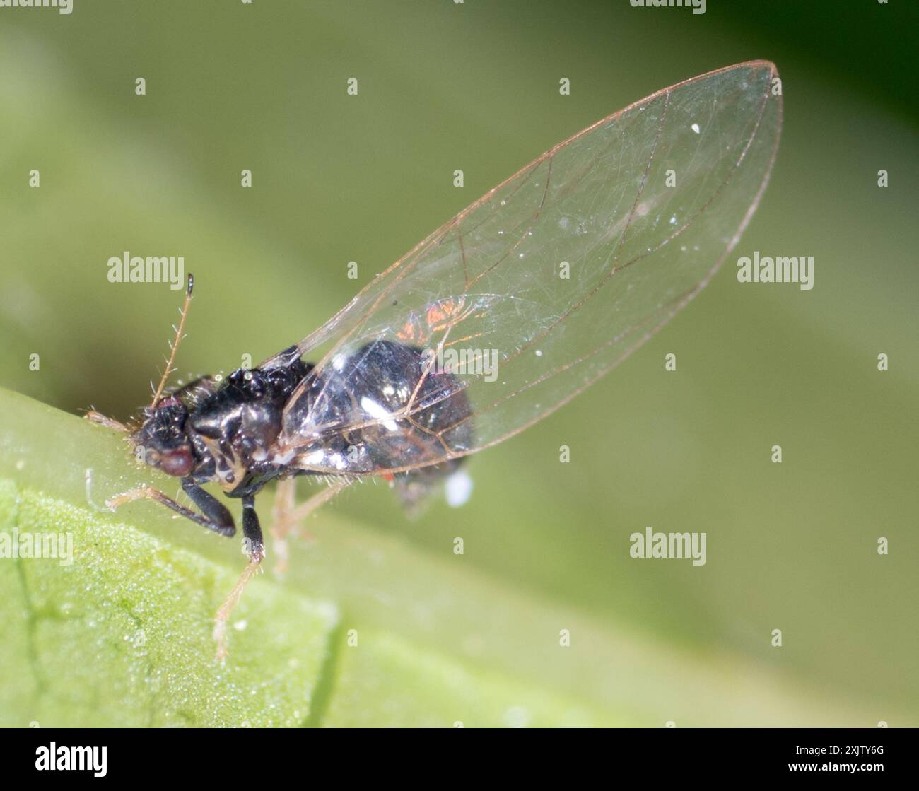 Diospyri hi-res stock photography and images - Alamy