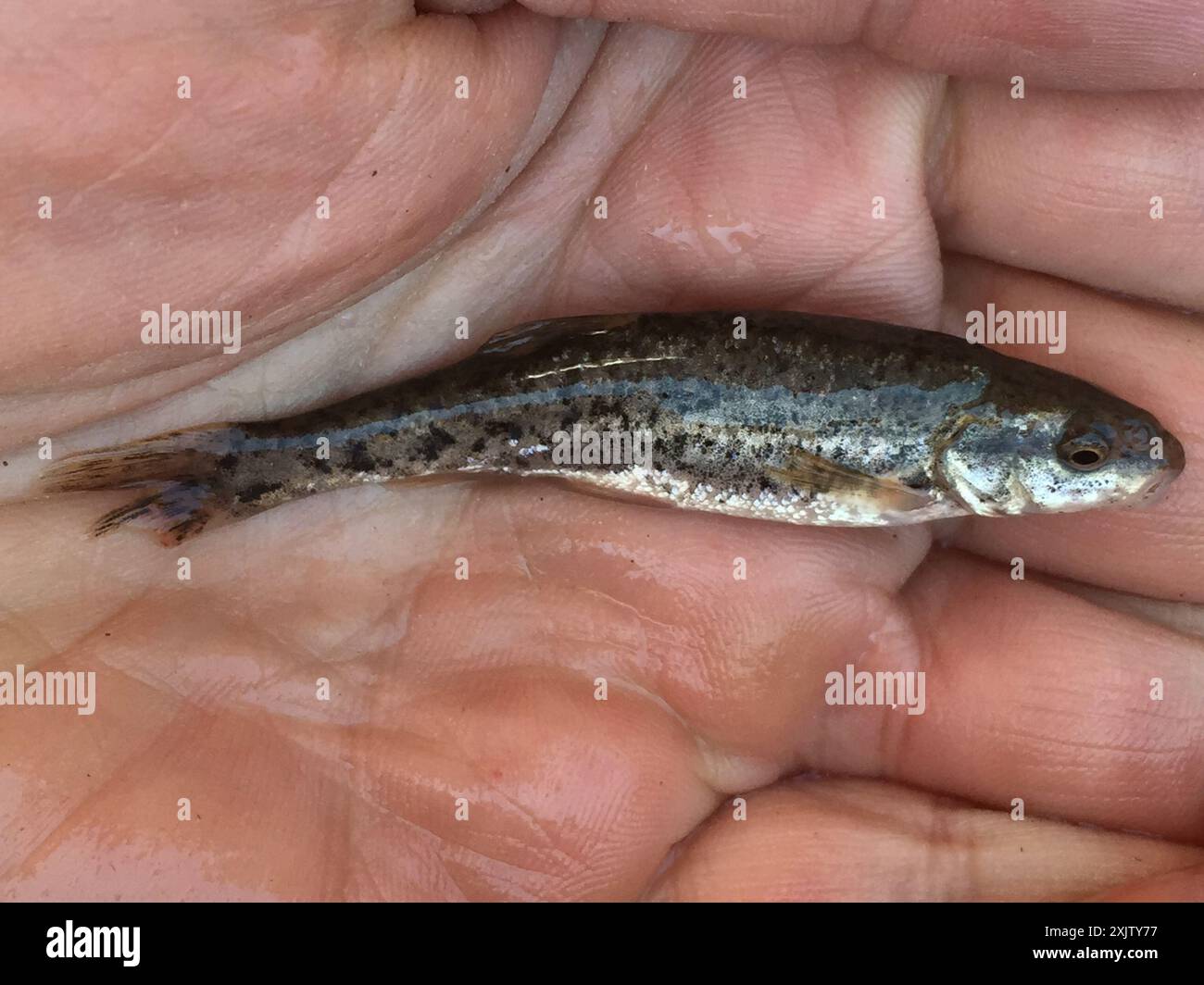 Lahontan Speckled Dace (Rhinichthys nevadensis robustus) Actinopterygii ...
