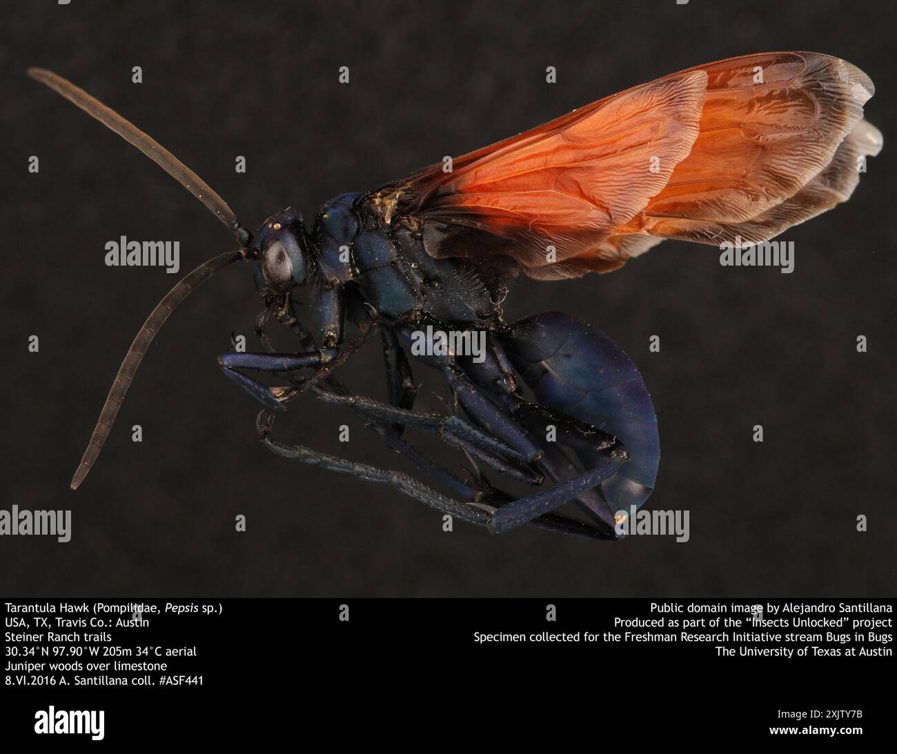 (Pepsis chrysothemis) Insecta Stock Photo - Alamy