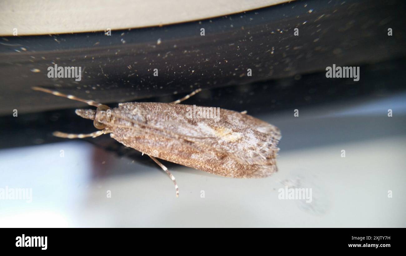 Sod webworm (Eudonia submarginalis) Insecta Stock Photo - Alamy