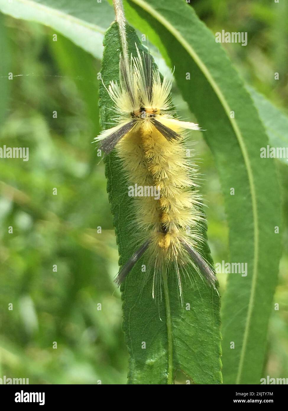 Banded Tussock Moth (Halysidota tessellaris) Insecta Stock Photo - Alamy