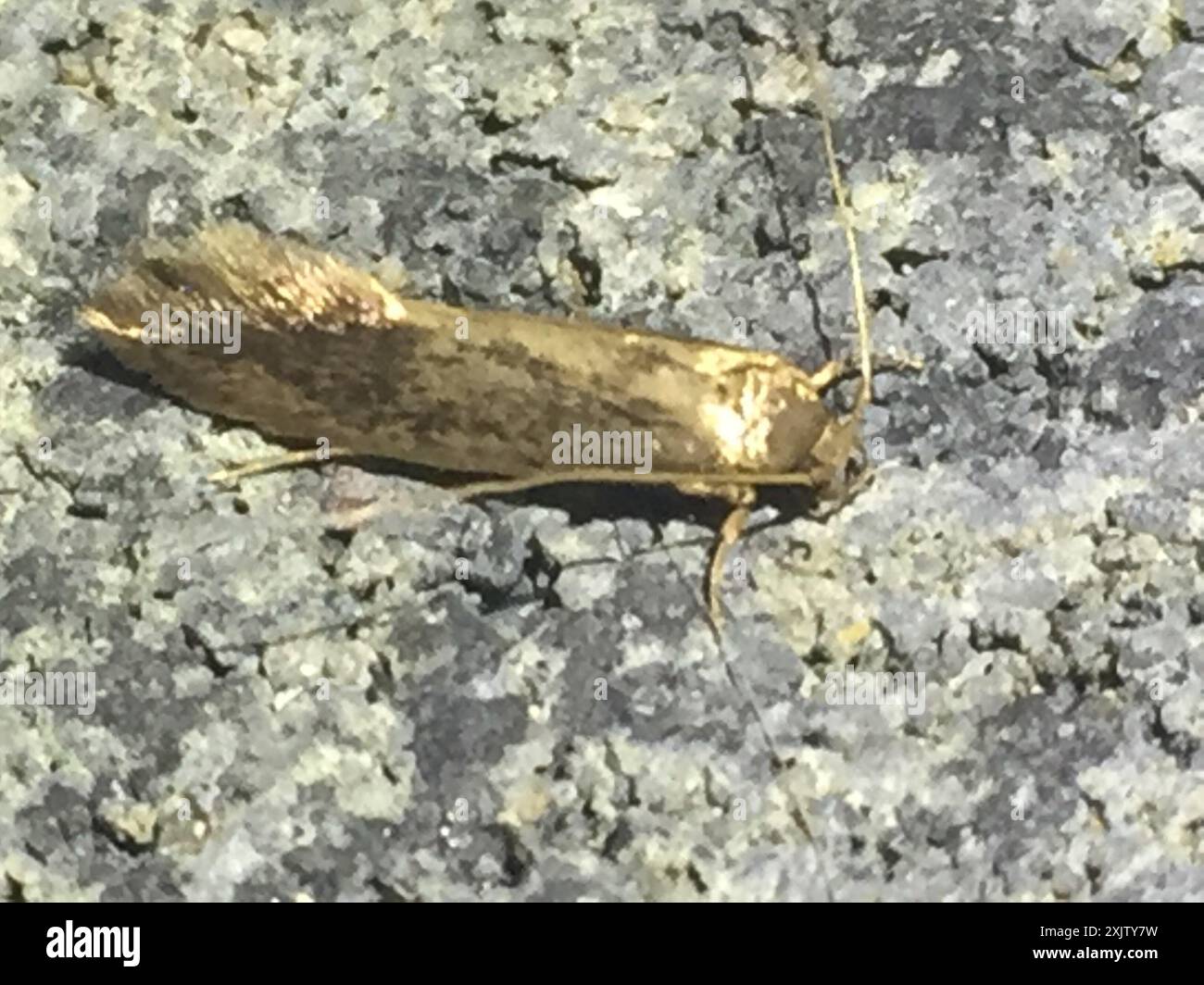 Detritus Moth (Opogona omoscopa) Insecta Stock Photo - Alamy