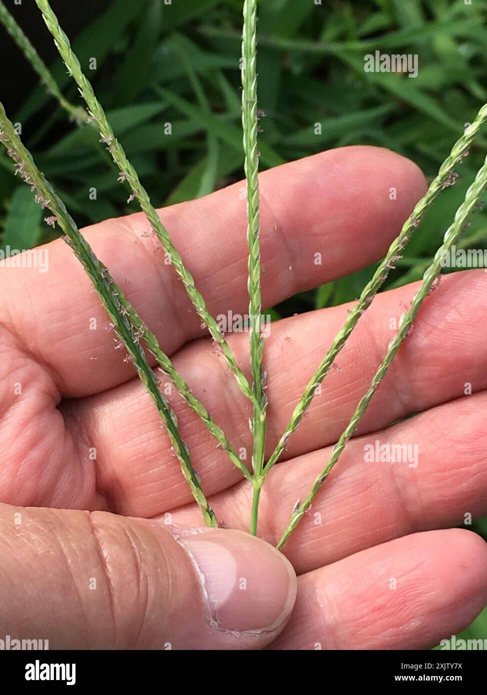 Hairy Crabgrass (Digitaria sanguinalis) Plantae Stock Photo - Alamy