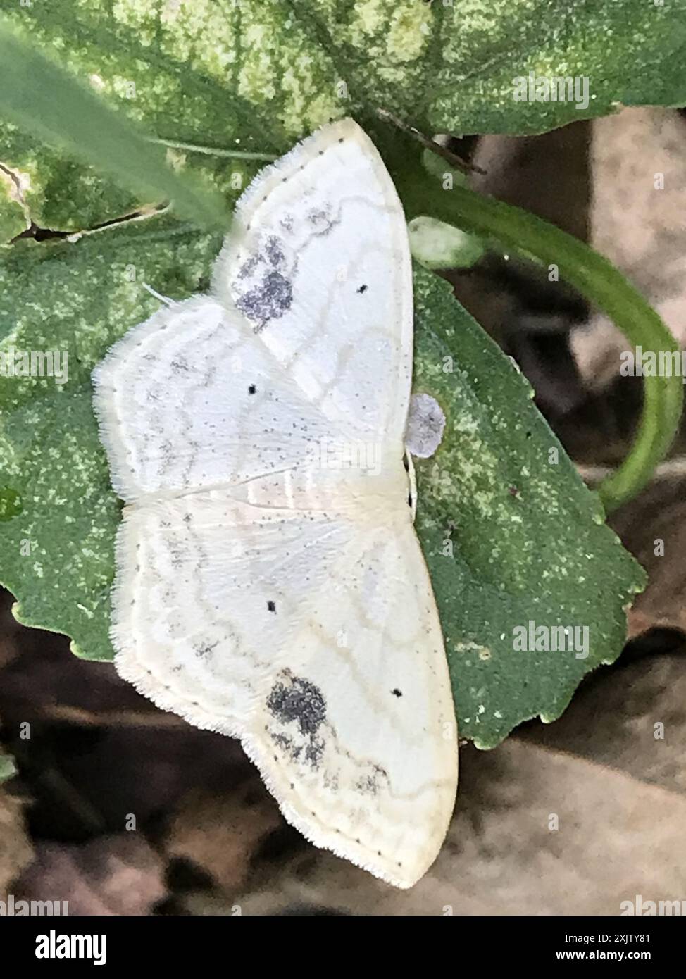 Large Lace-border Moth (Scopula limboundata) Insecta Stock Photo - Alamy