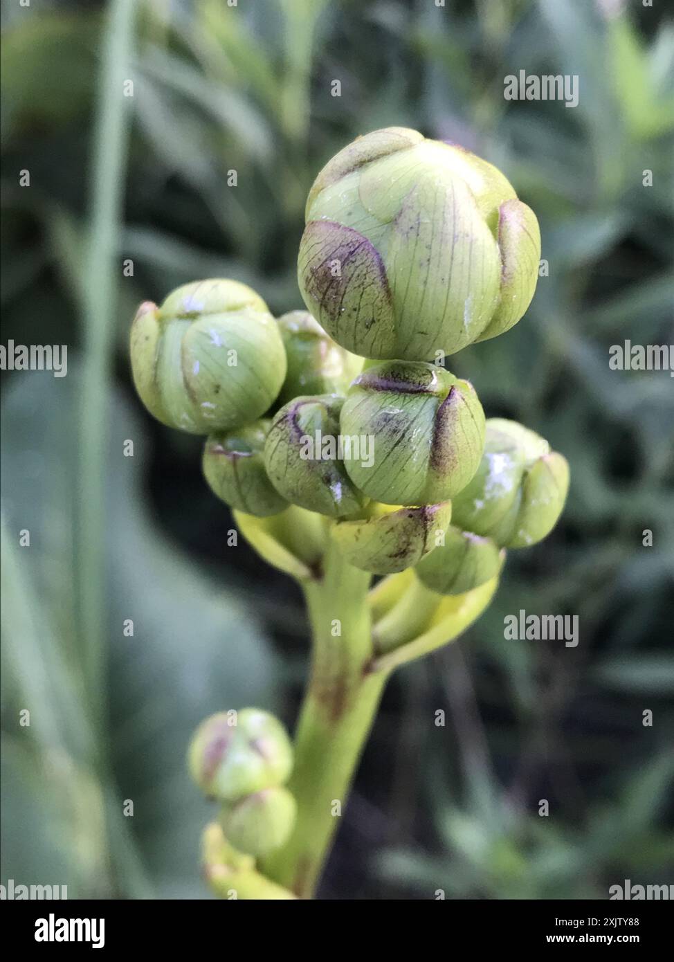 prairie dock (Silphium terebinthinaceum) Plantae Stock Photo - Alamy