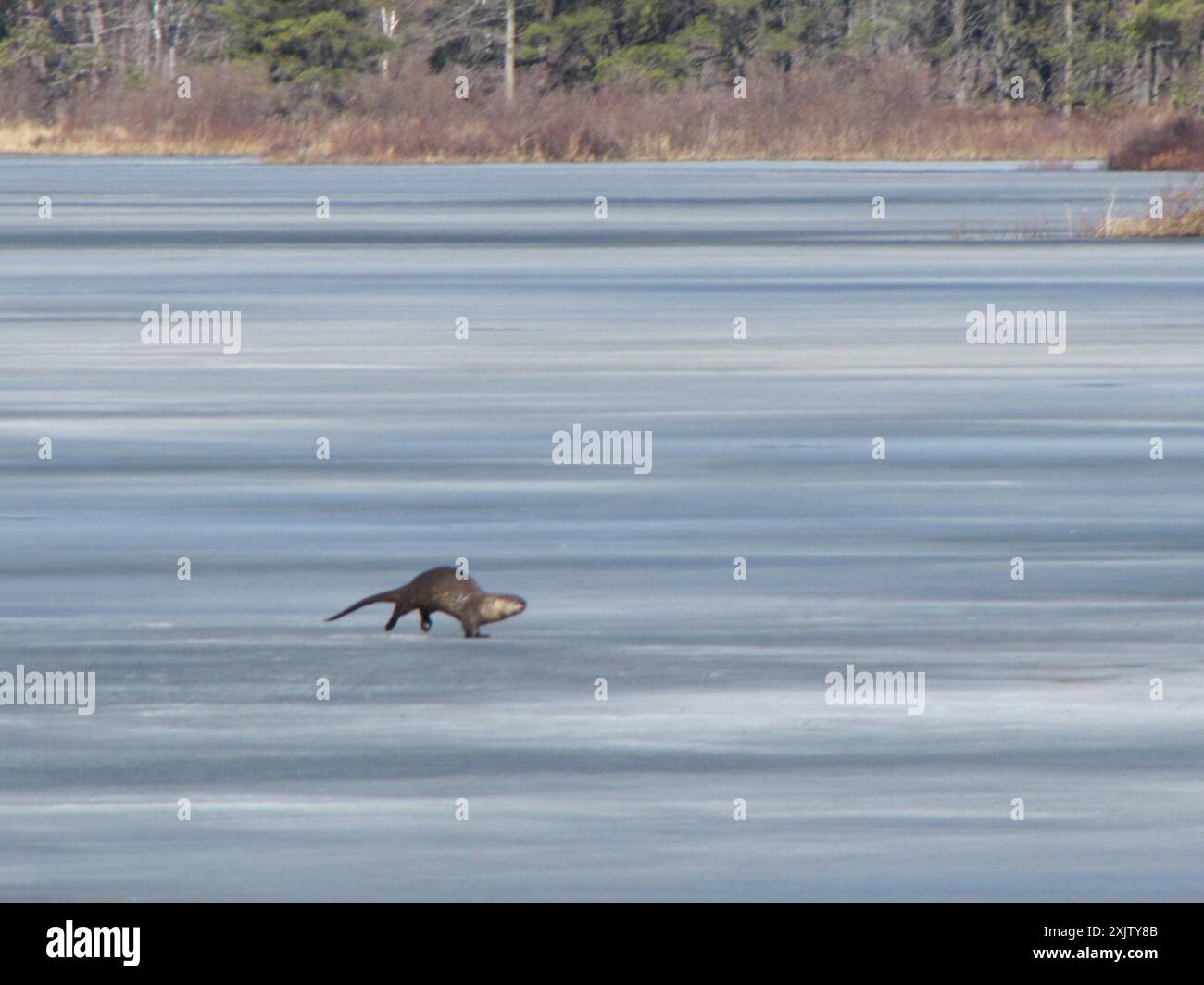North American River Otter (Lontra canadensis) Mammalia Stock Photo - Alamy