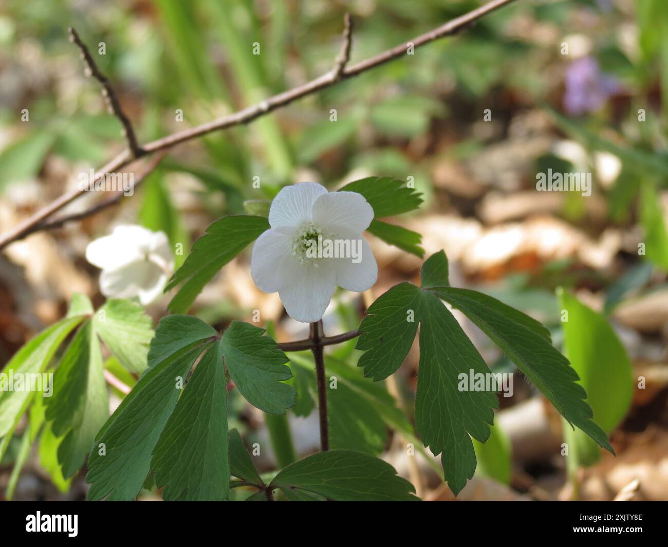 wood anemone (Anemonoides quinquefolia) Plantae Stock Photo - Alamy