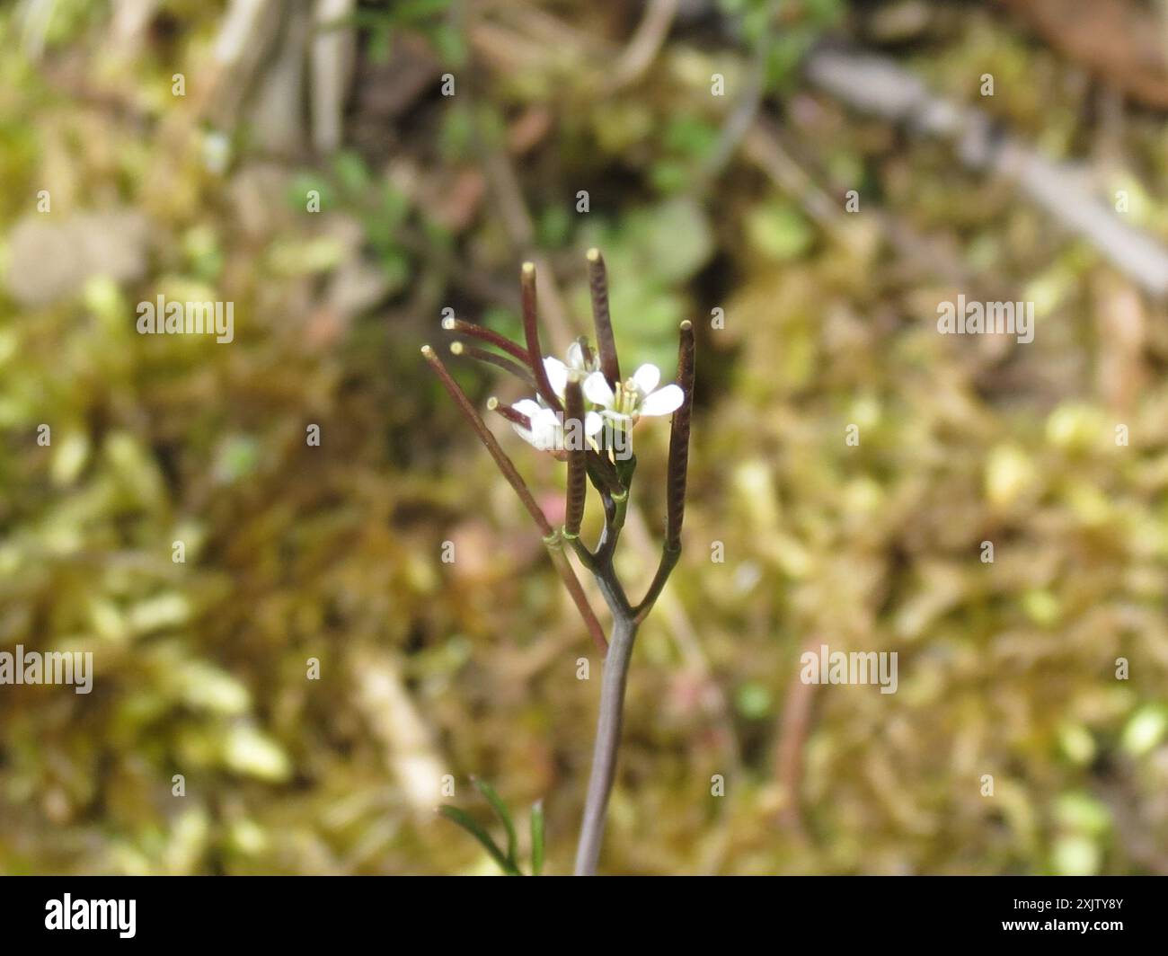 Sand Bittercress (Cardamine parviflora) Plantae Stock Photo - Alamy