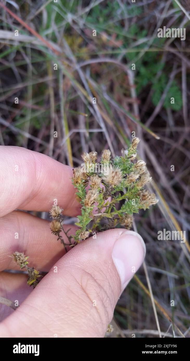 white heath aster (Symphyotrichum ericoides) Plantae Stock Photo - Alamy