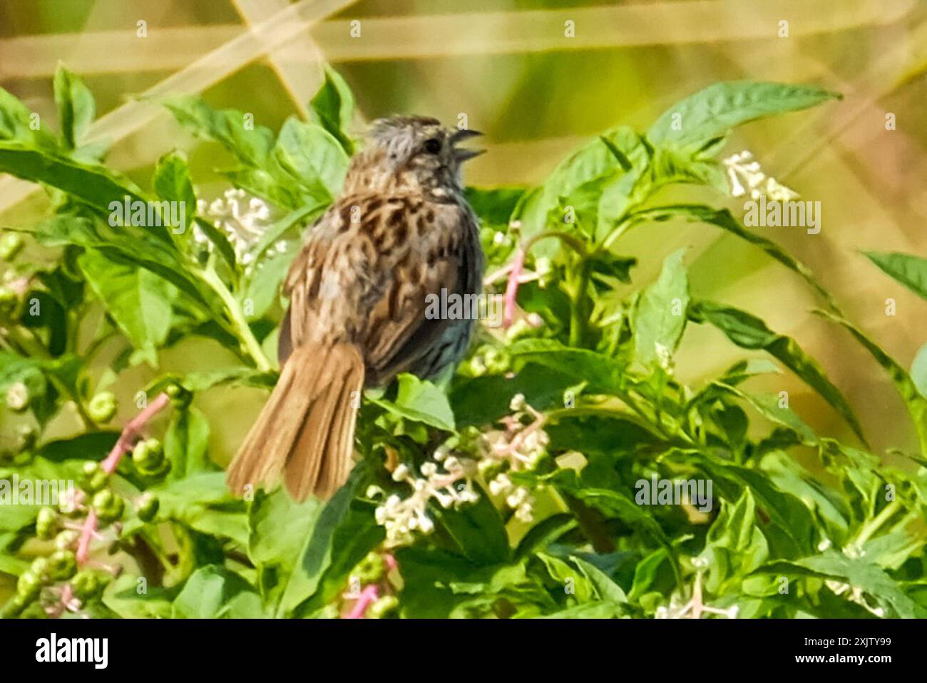 Song Sparrow (Melospiza melodia) Aves Stock Photo - Alamy