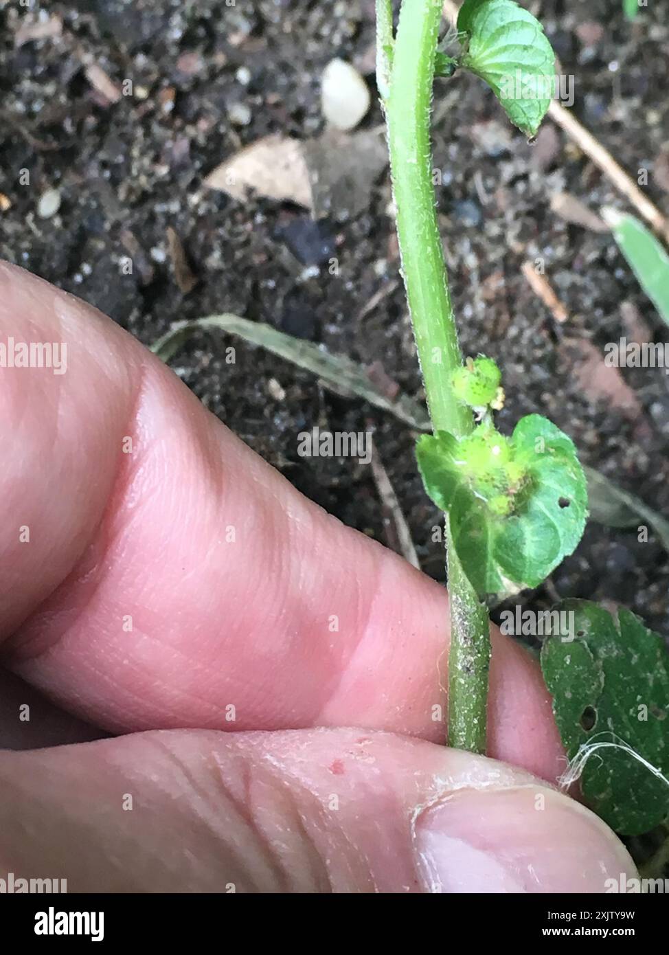 Acalypha australis hi-res stock photography and images - Alamy