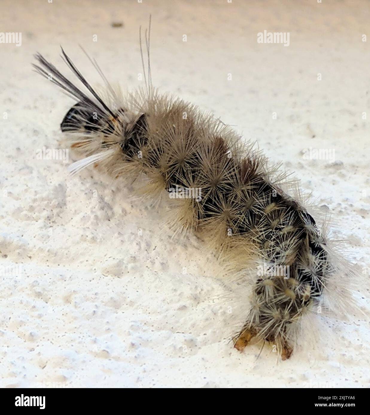 Banded Tussock Moth (Halysidota tessellaris) Insecta Stock Photo - Alamy