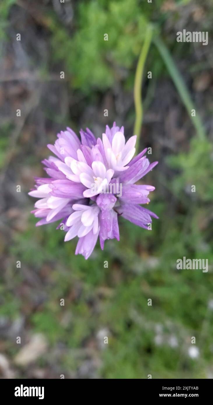 Blue Dicks (Dipterostemon capitatus) Plantae Stock Photo - Alamy