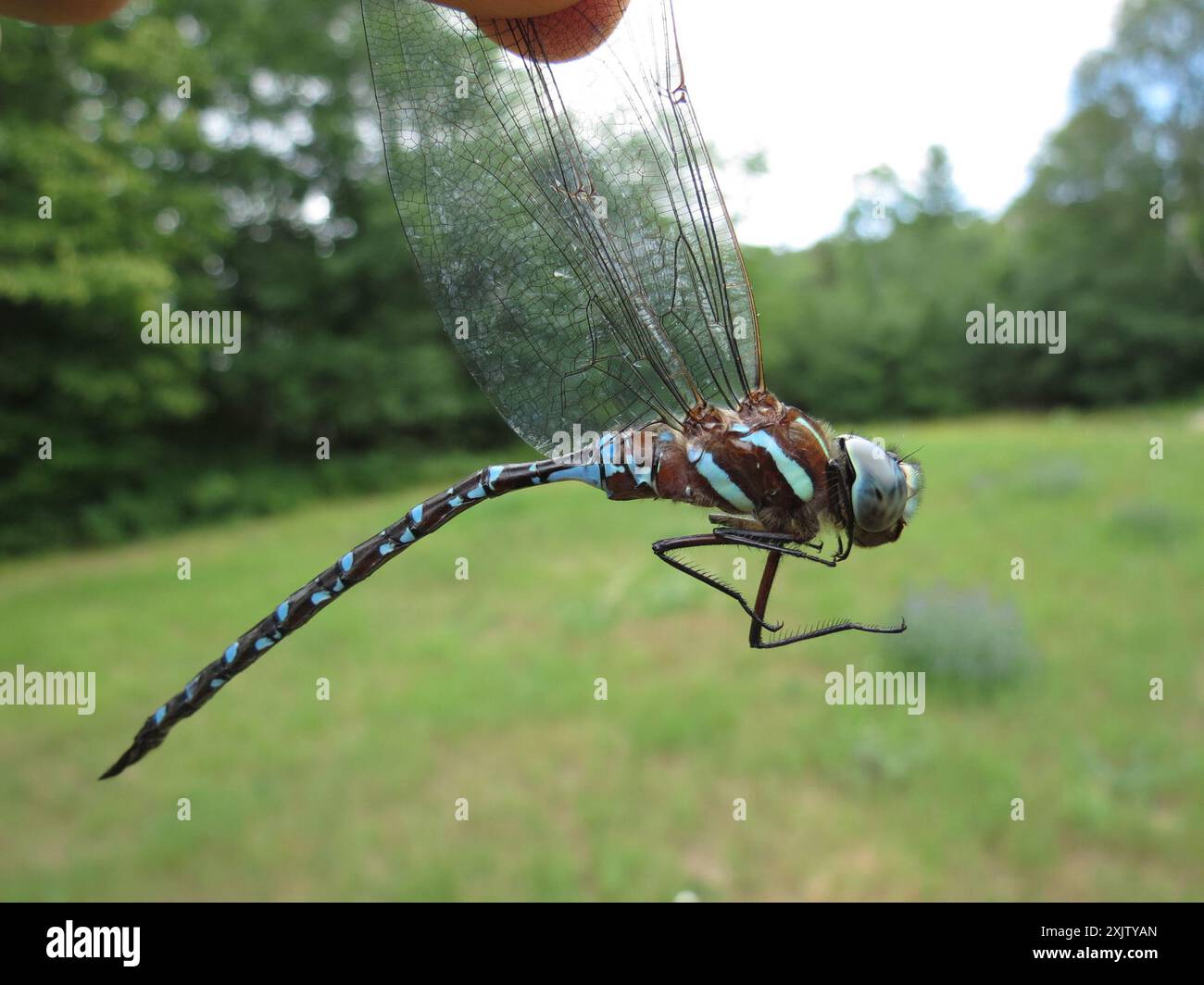 Black-tipped Darner (Aeshna tuberculifera) Insecta Stock Photo - Alamy