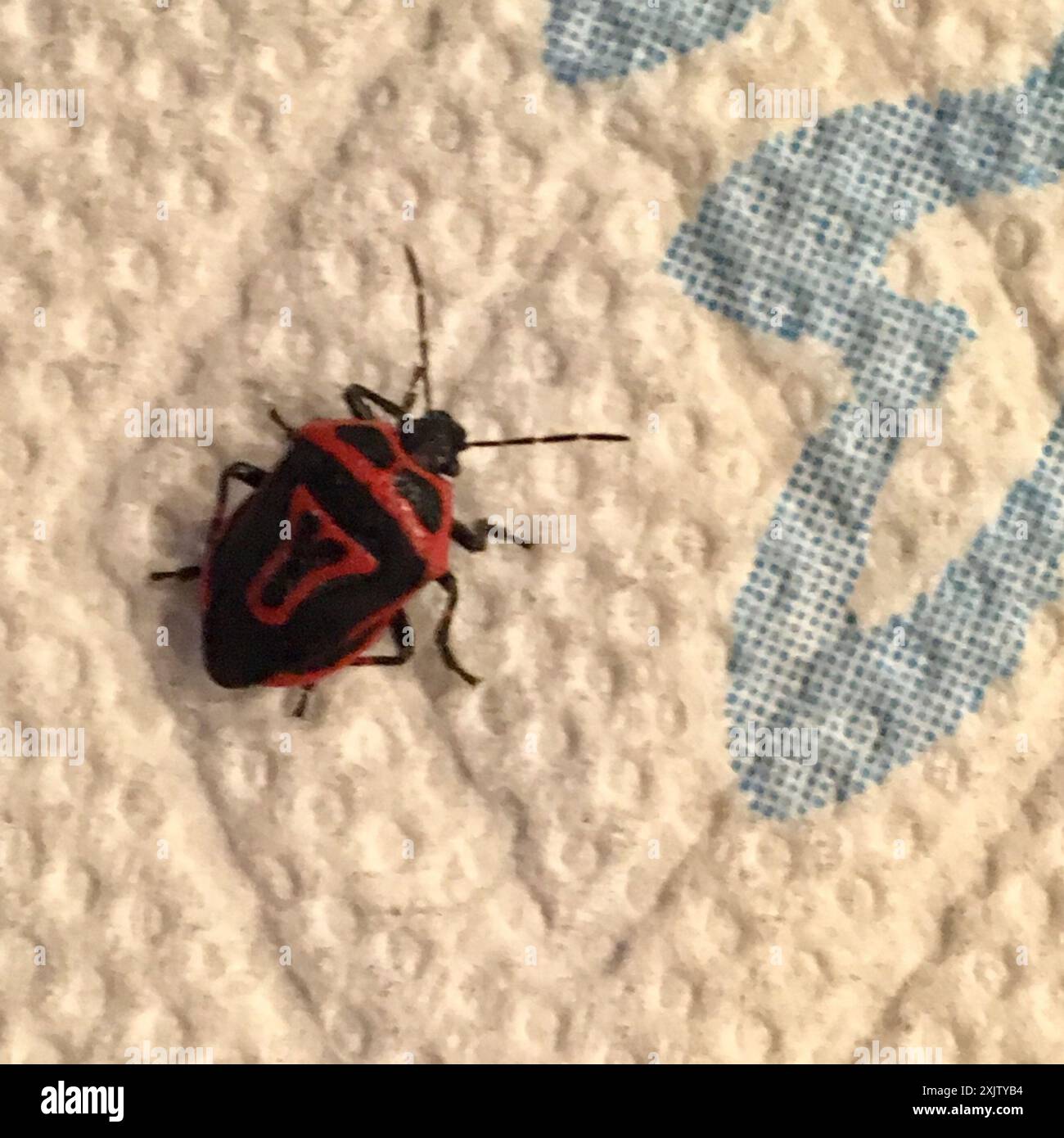 Two-spotted Stink Bug (Perillus bioculatus) Insecta Stock Photo - Alamy