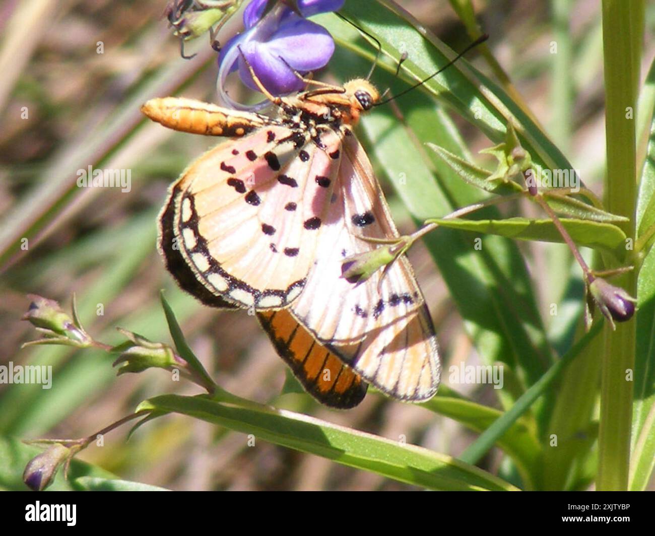Nohara hi-res stock photography and images - Alamy