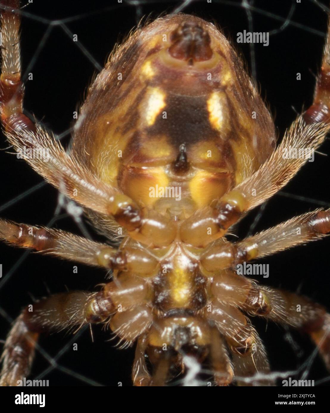 Arabesque Orbweaver (Neoscona arabesca) Arachnida Stock Photo - Alamy