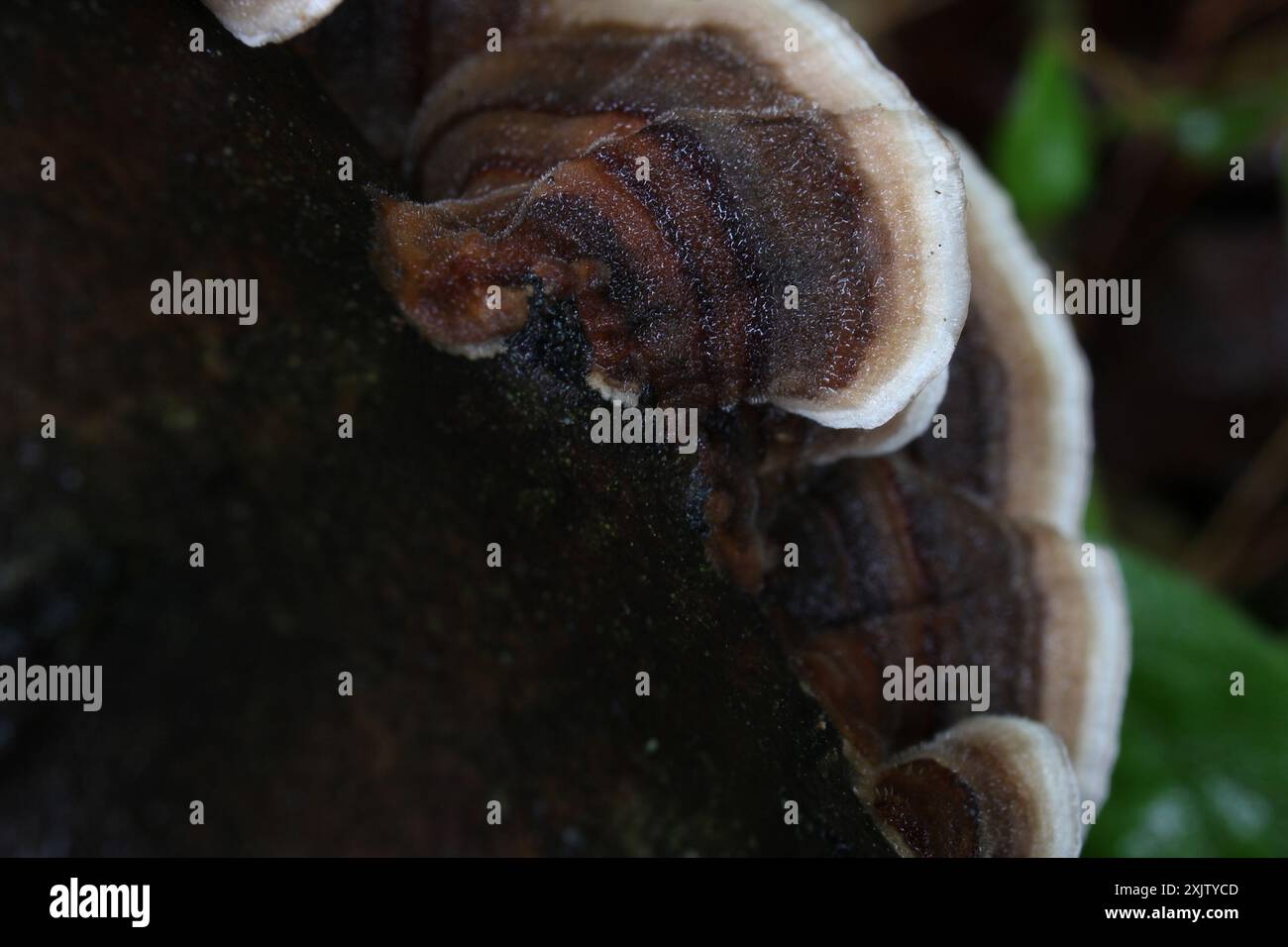 Common Mazegill (Datronia mollis) Fungi Stock Photo - Alamy