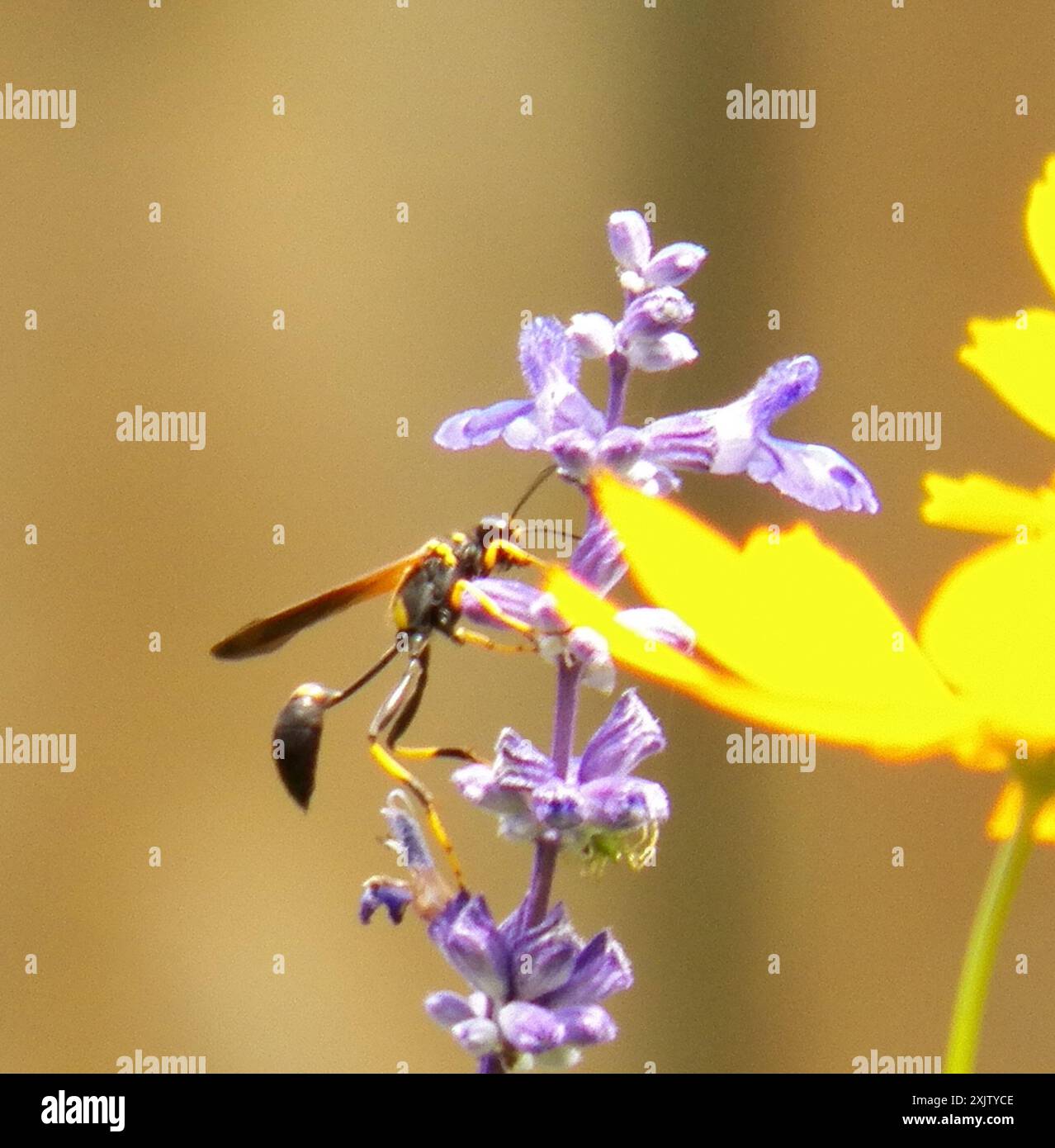 Yellow-legged Mud-dauber Wasp (Sceliphron caementarium) Insecta Stock ...